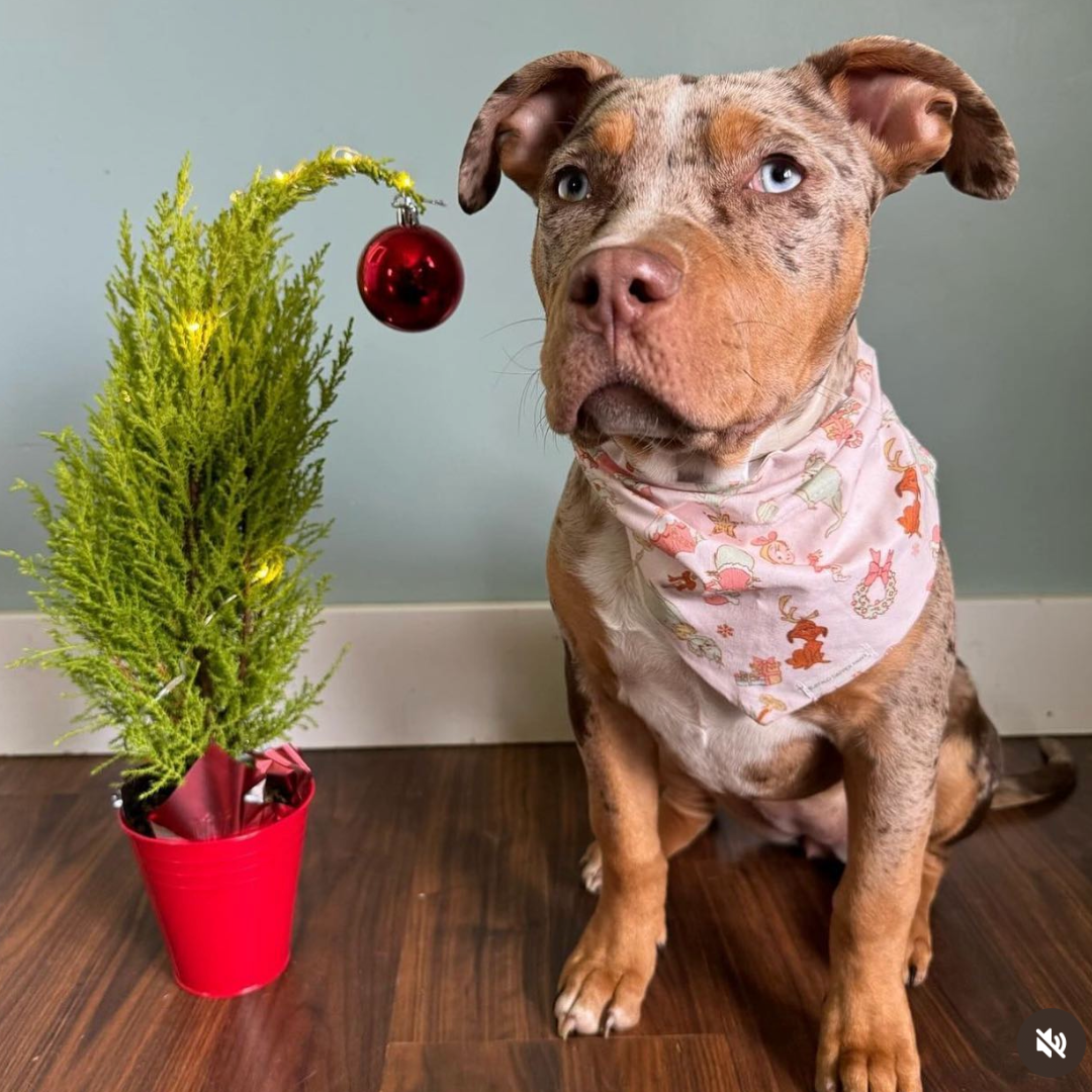 Whoville Dog Bandana | Buffalo Dapper Paws