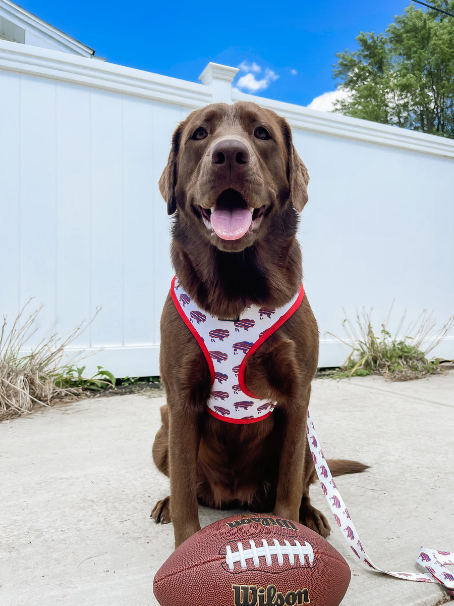 Buffalo Harness – Buffalo Dapper Paws